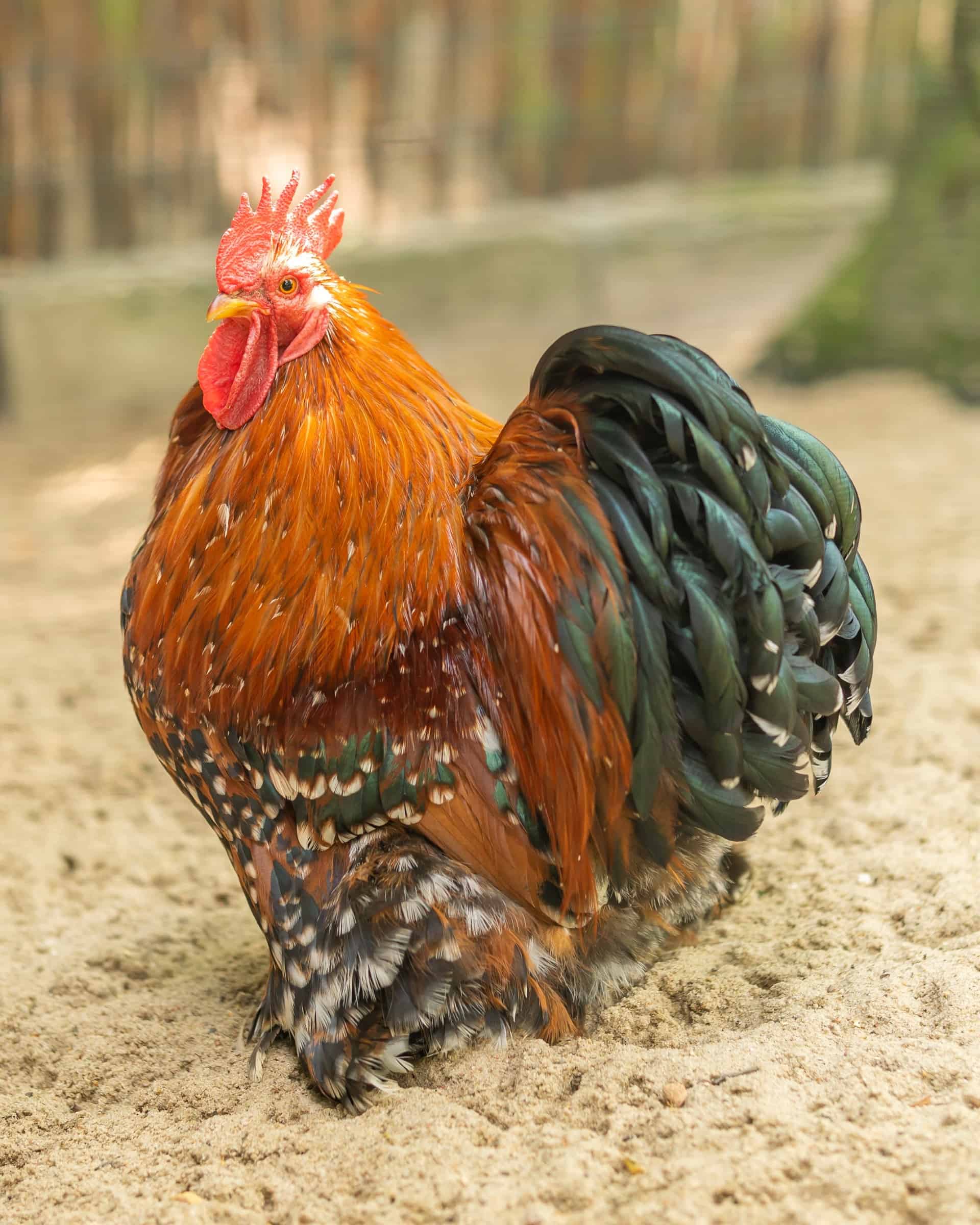 19 Small Chicken Breeds: Ranked by Size