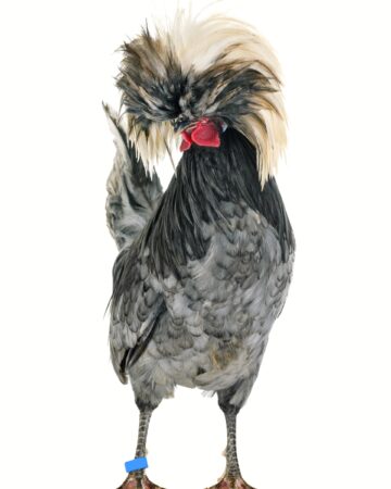 21 Fluffy Chicken Breeds (With Pictures) - Daily Chickens