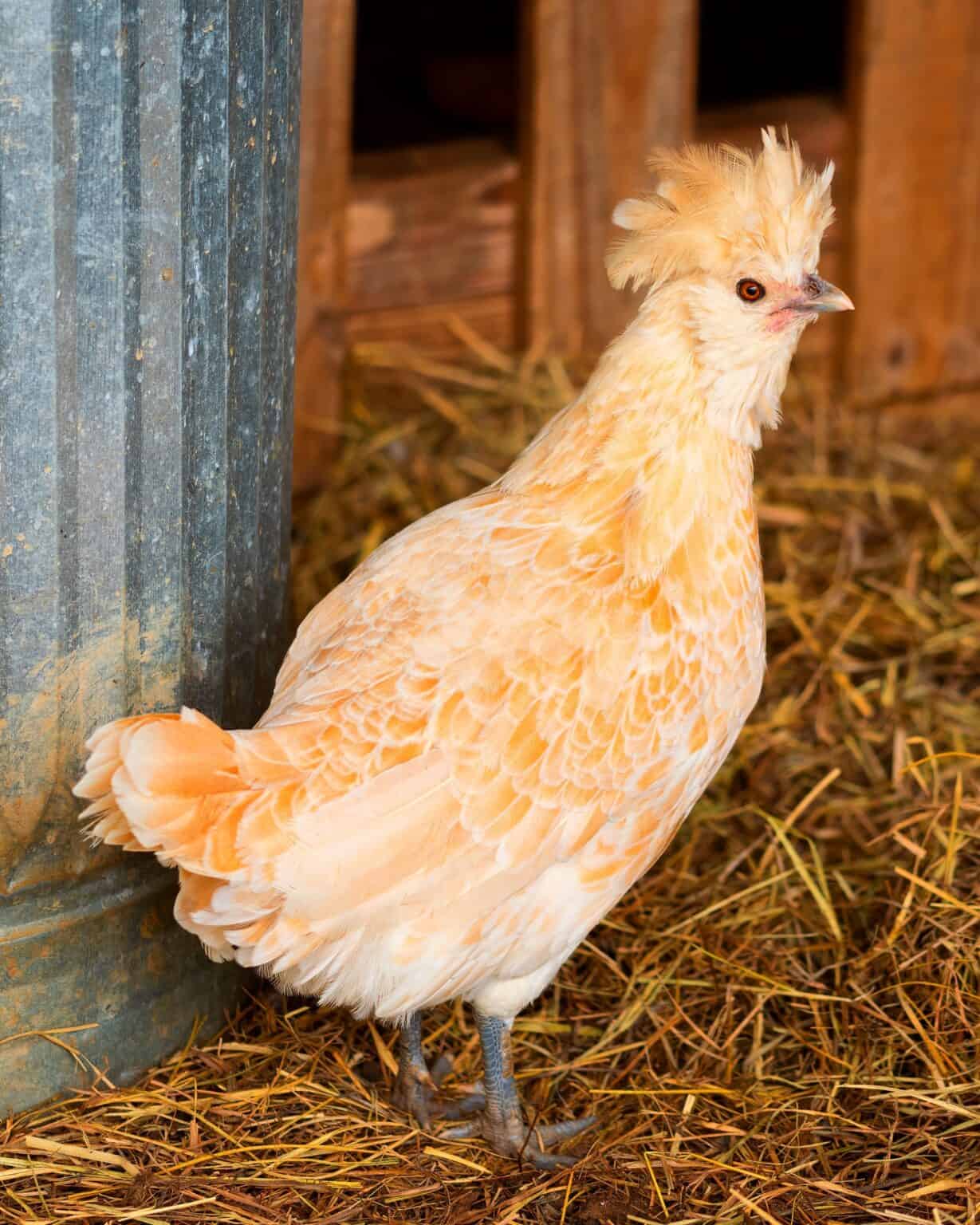 Chickens With Afros: 13 Crested Chicken Breeds