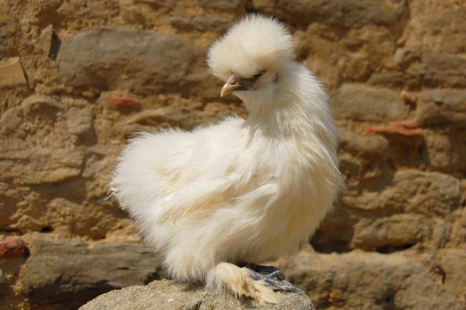 7 Chicken Breeds With Feathered Feet