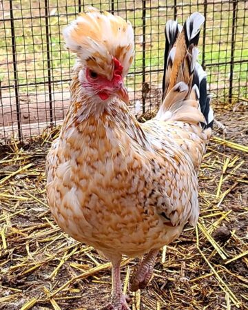 19 Small Chicken Breeds: Ranked by Size