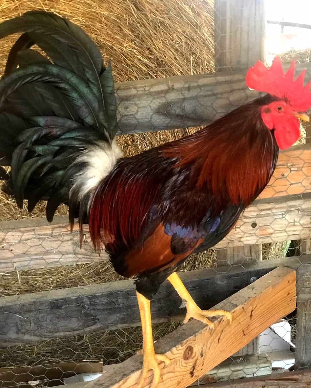 21 Best Fighting Rooster and Gamefowl Breeds