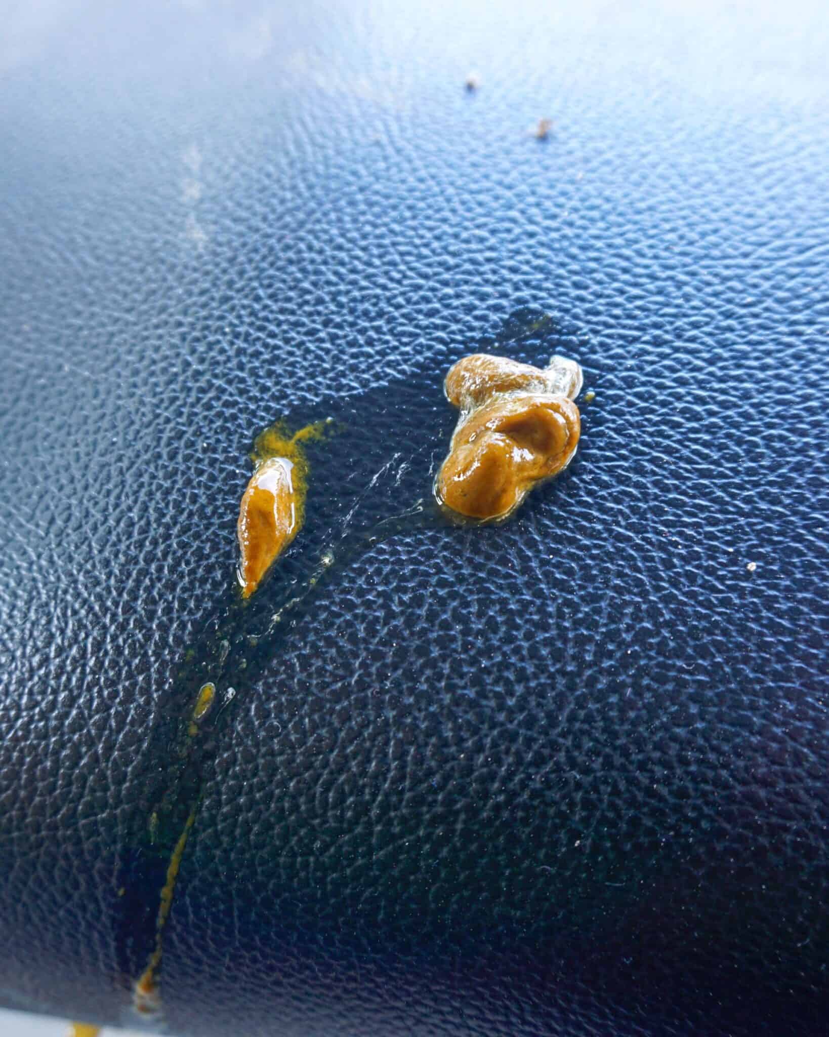 Chicken Poop Guide: Is Your Chicken's Poop Normal?