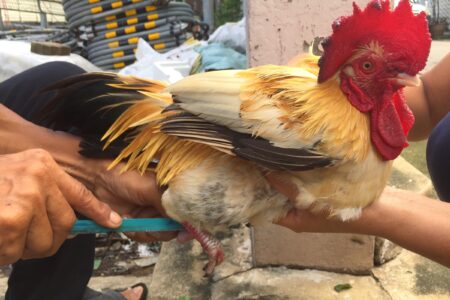 Rooster Spurs: Everything You Need to Know! - Daily Chickens