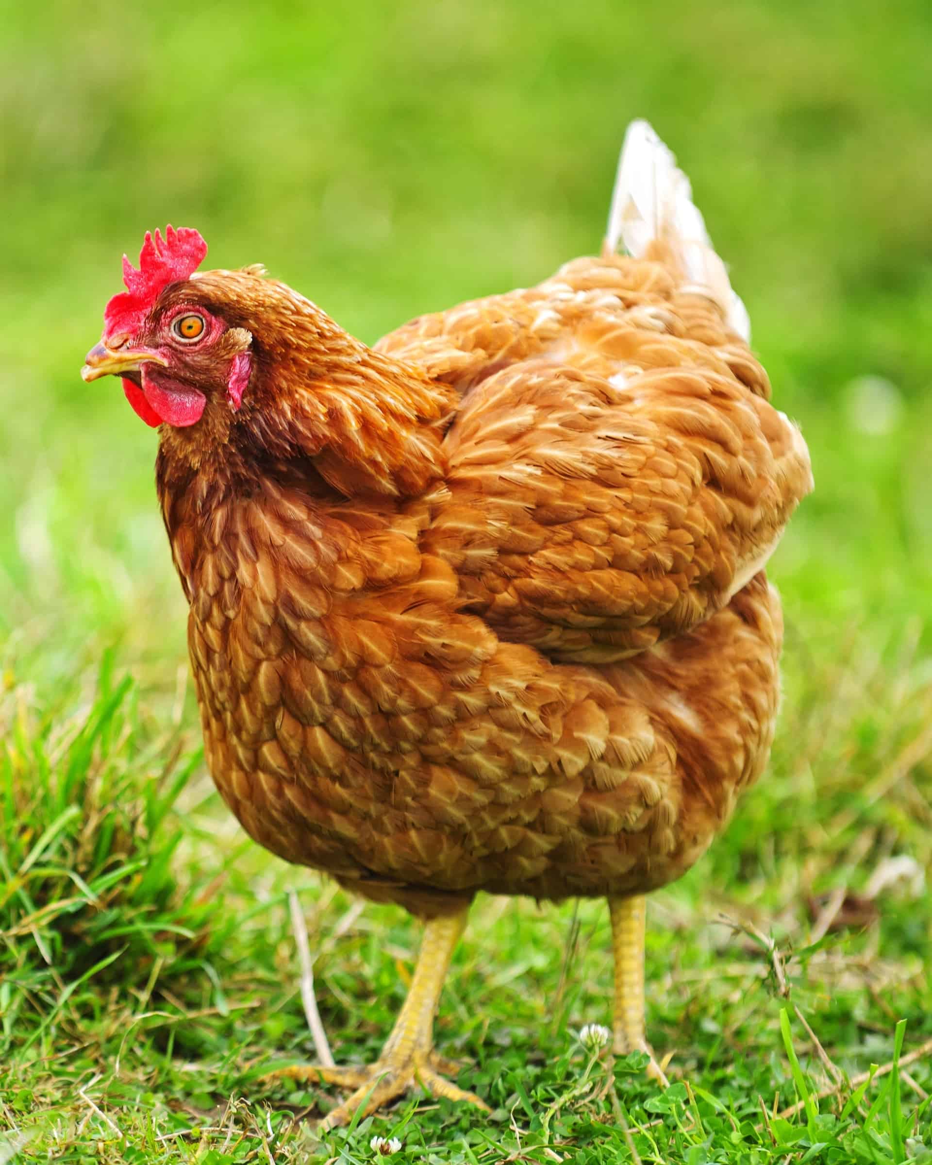 20 Best Chicken Breeds for Eggs (Ranked by Egg Yield)
