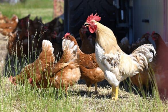 Why Do Roosters Crow? 6 Main Reasons for Crowing