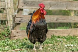 Why Do Roosters Crow? 6 Main Reasons for Crowing