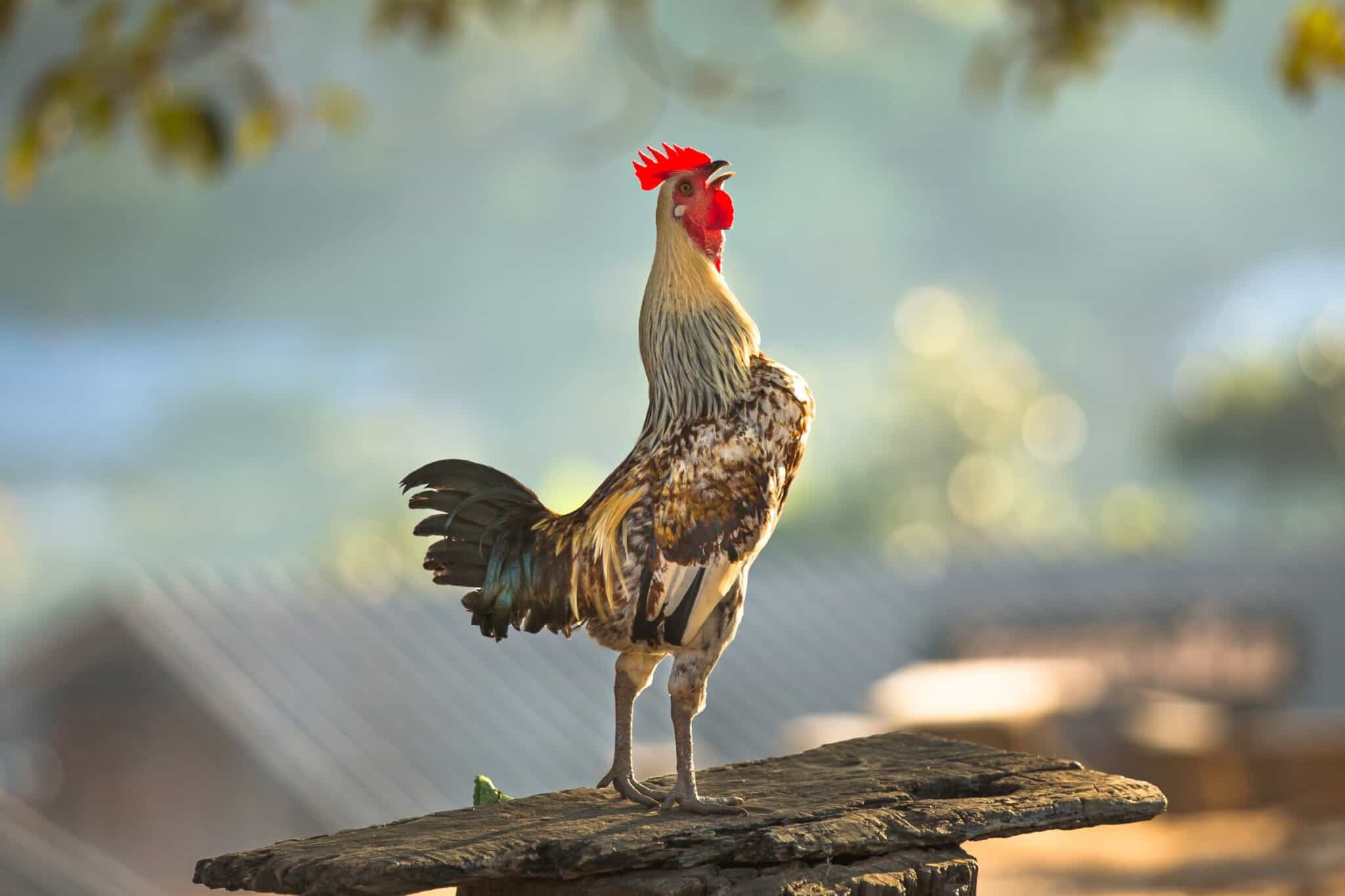 12 Common Chicken Sounds and What They Mean