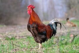 Why Do Roosters Crow? 6 Main Reasons for Crowing