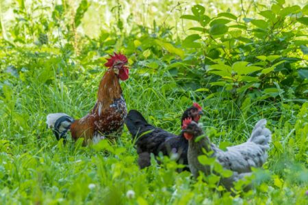 Why Do Roosters Crow? 6 Main Reasons for Crowing