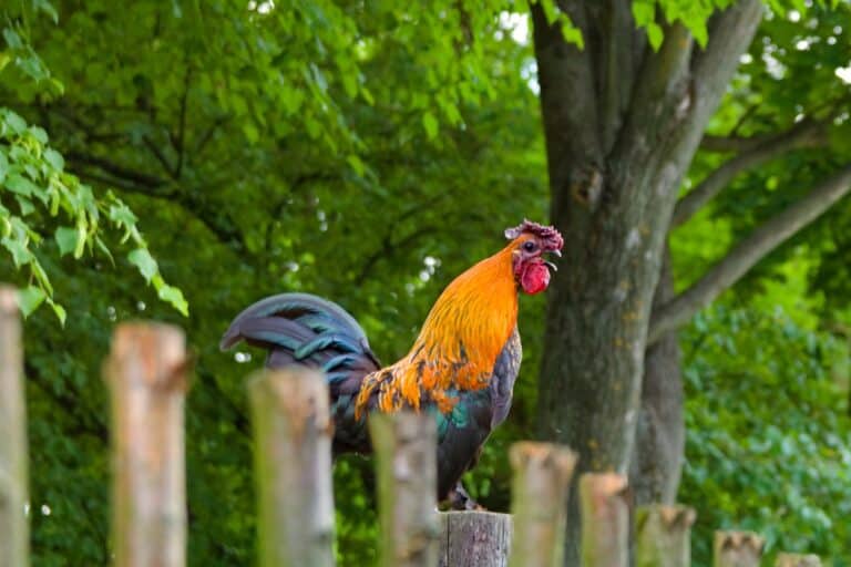 Why Do Roosters Crow? 6 Main Reasons for Crowing
