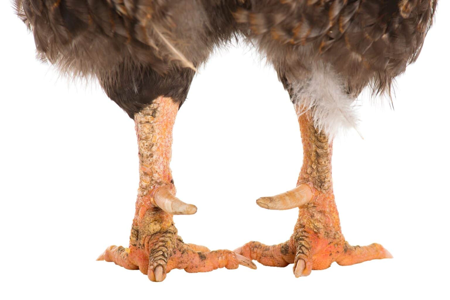 Rooster Spurs: Everything You Need to Know! - Daily Chickens