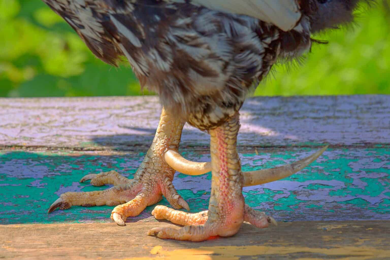 Rooster Spurs: Everything You Need to Know! - Daily Chickens