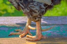 Rooster Spurs: Everything You Need to Know! - Daily Chickens
