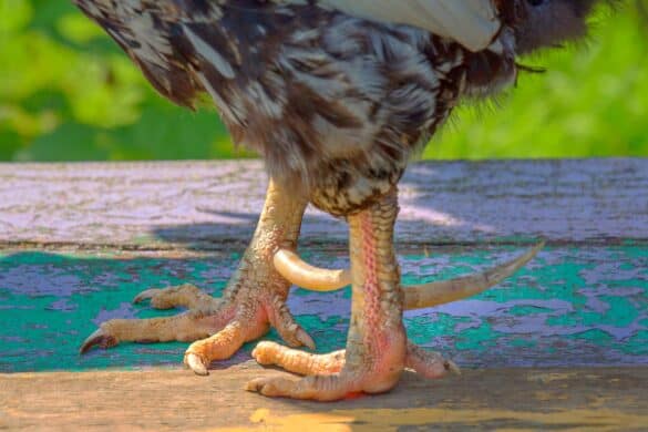 Rooster Spurs: Everything You Need to Know! - Daily Chickens