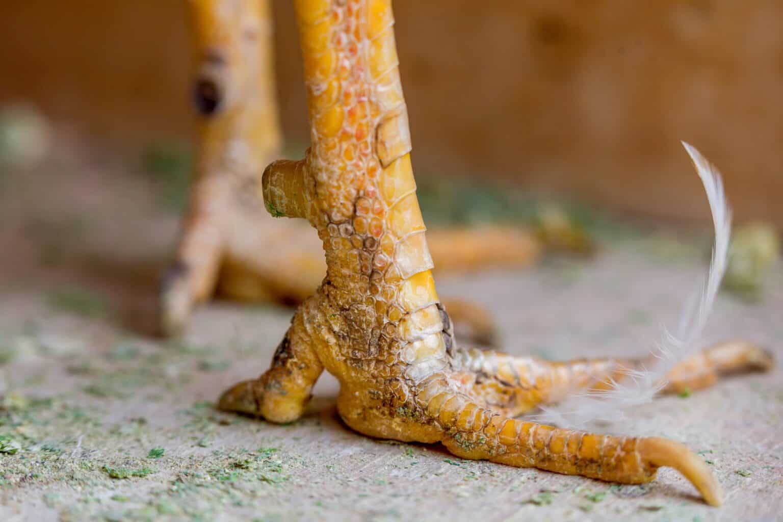 Rooster Spurs: Everything You Need to Know! - Daily Chickens