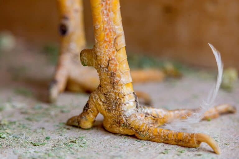 Rooster Spurs: Everything You Need to Know! - Daily Chickens