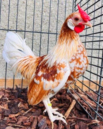 19 Small Chicken Breeds: Ranked by Size