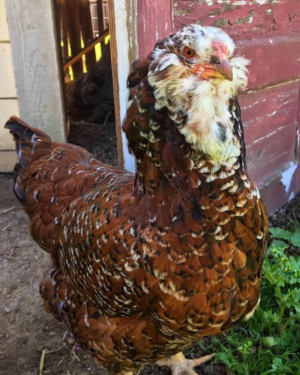 21 Fluffy Chicken Breeds (With Pictures) - Daily Chickens