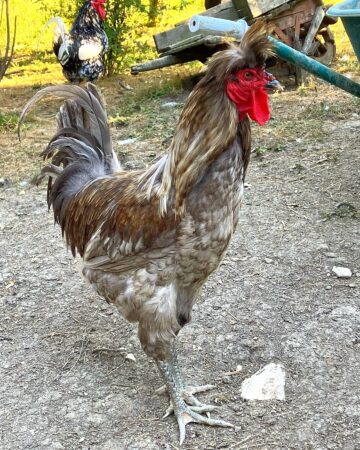 Chickens With Afros: 13 Crested Chicken Breeds
