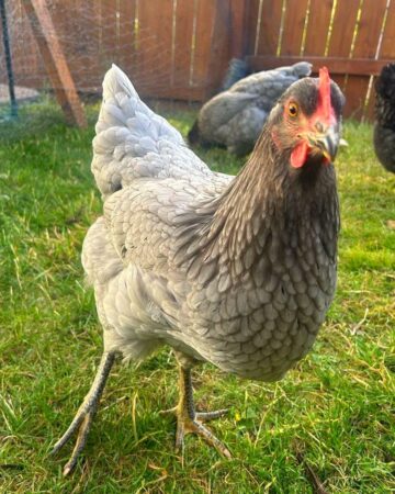 20 Best Chicken Breeds for Eggs (Ranked by Egg Yield)