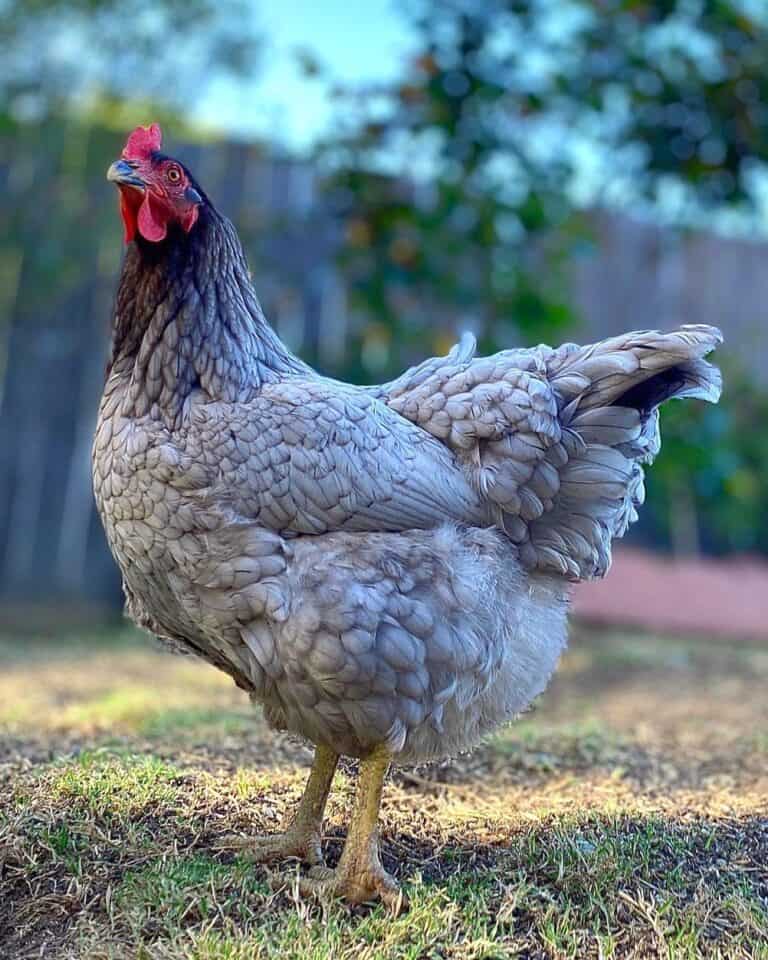 21 Fluffy Chicken Breeds (With Pictures) - Daily Chickens
