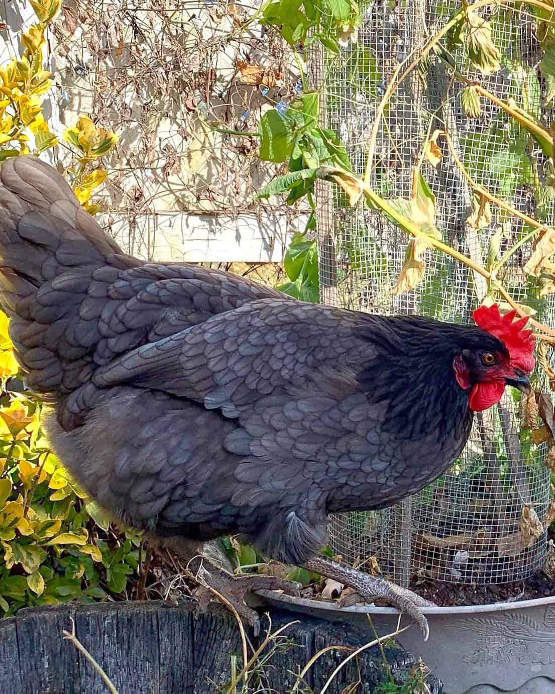 Sapphire Gem Chicken: Breed Profile, Traits & Facts