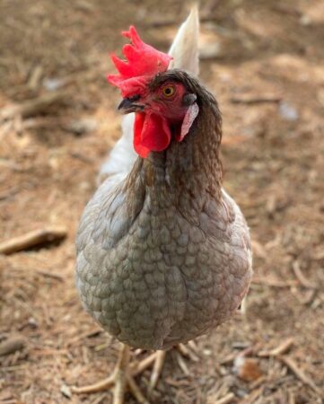 Sapphire Gem Chicken: Breed Profile, Traits & Facts