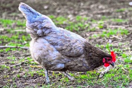 Sapphire Gem Chicken: Breed Profile, Traits & Facts