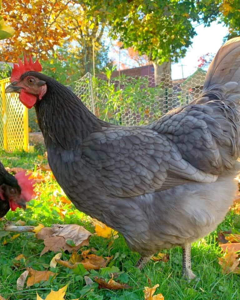 Sapphire Gem Chicken: Breed Profile, Traits & Facts