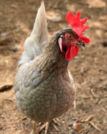 Sapphire Gem Chicken: Breed Profile, Traits & Facts