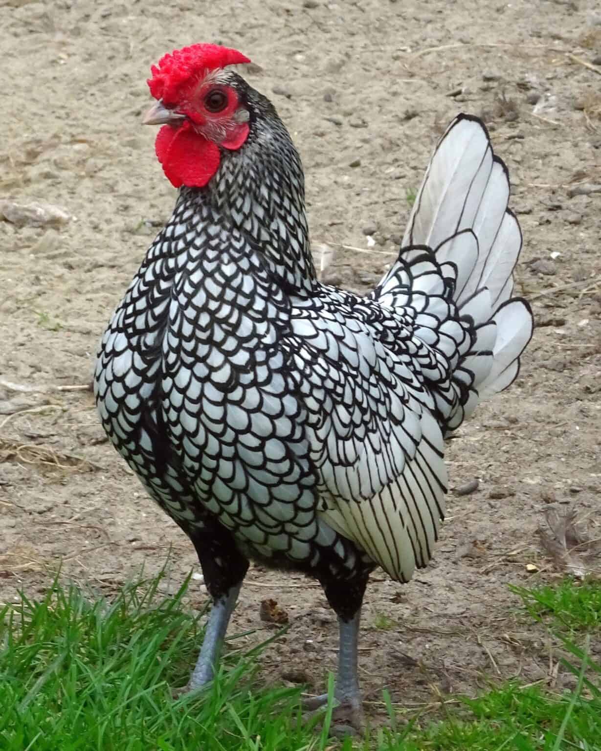 19 Small Chicken Breeds: Ranked by Size