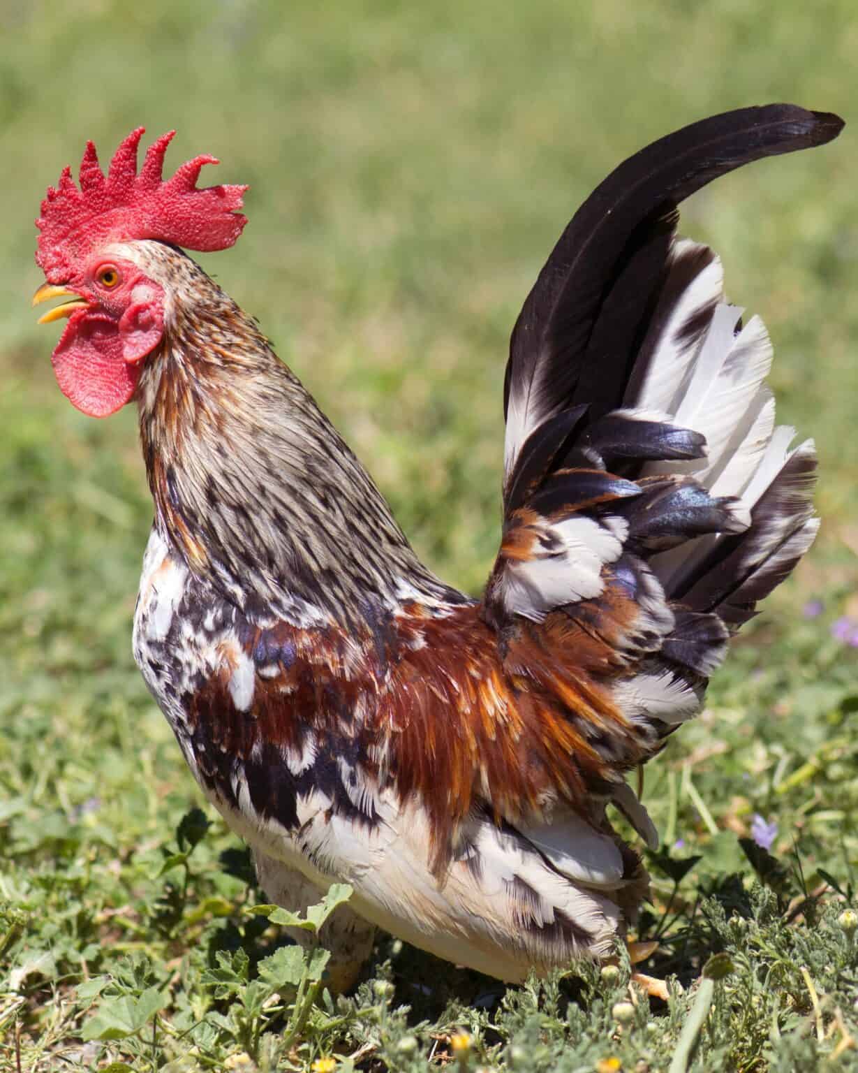 23 Popular Bantam Chicken Breeds