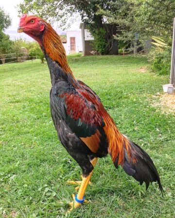 21 Best Fighting Rooster and Gamefowl Breeds