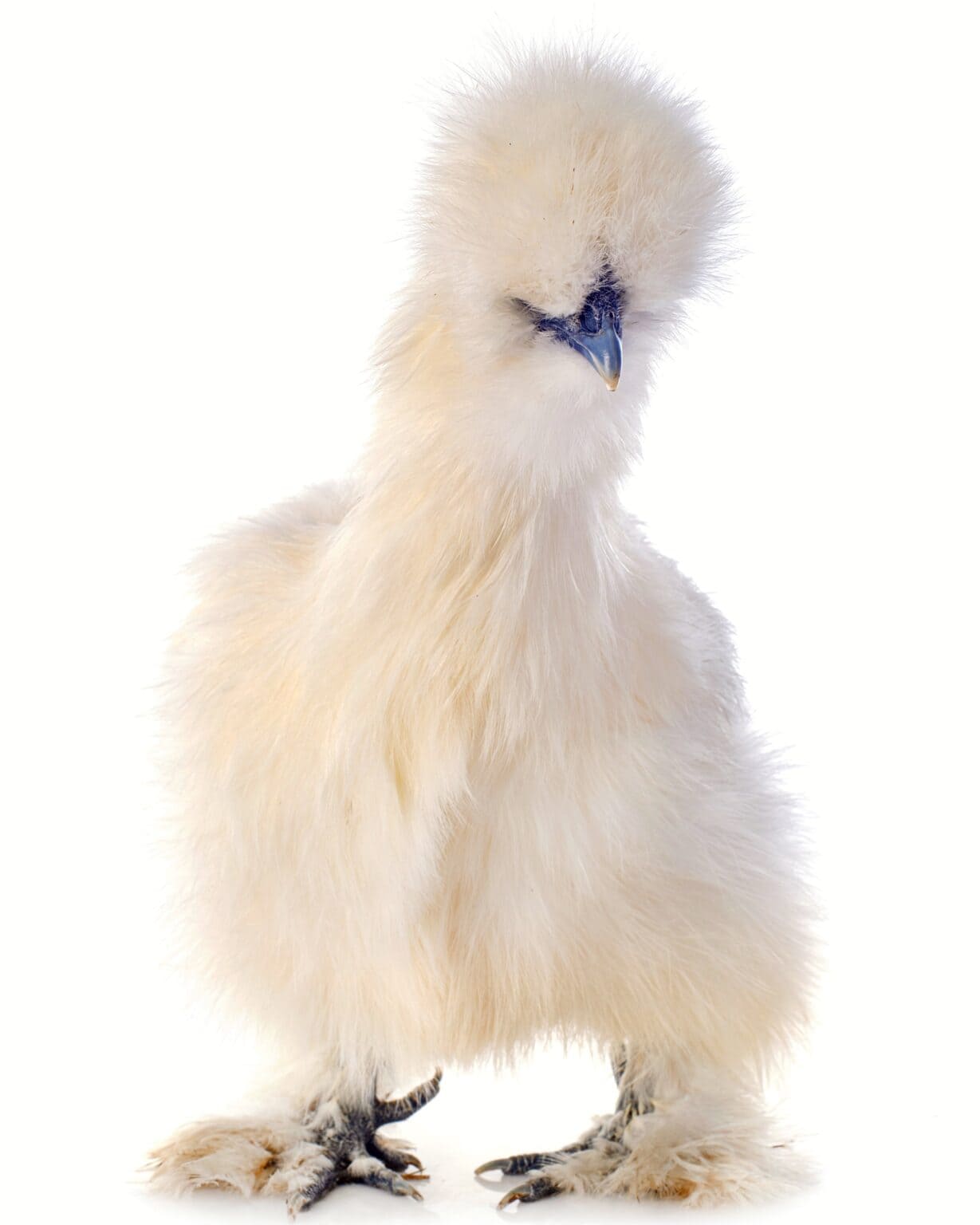 19 Small Chicken Breeds: Ranked by Size