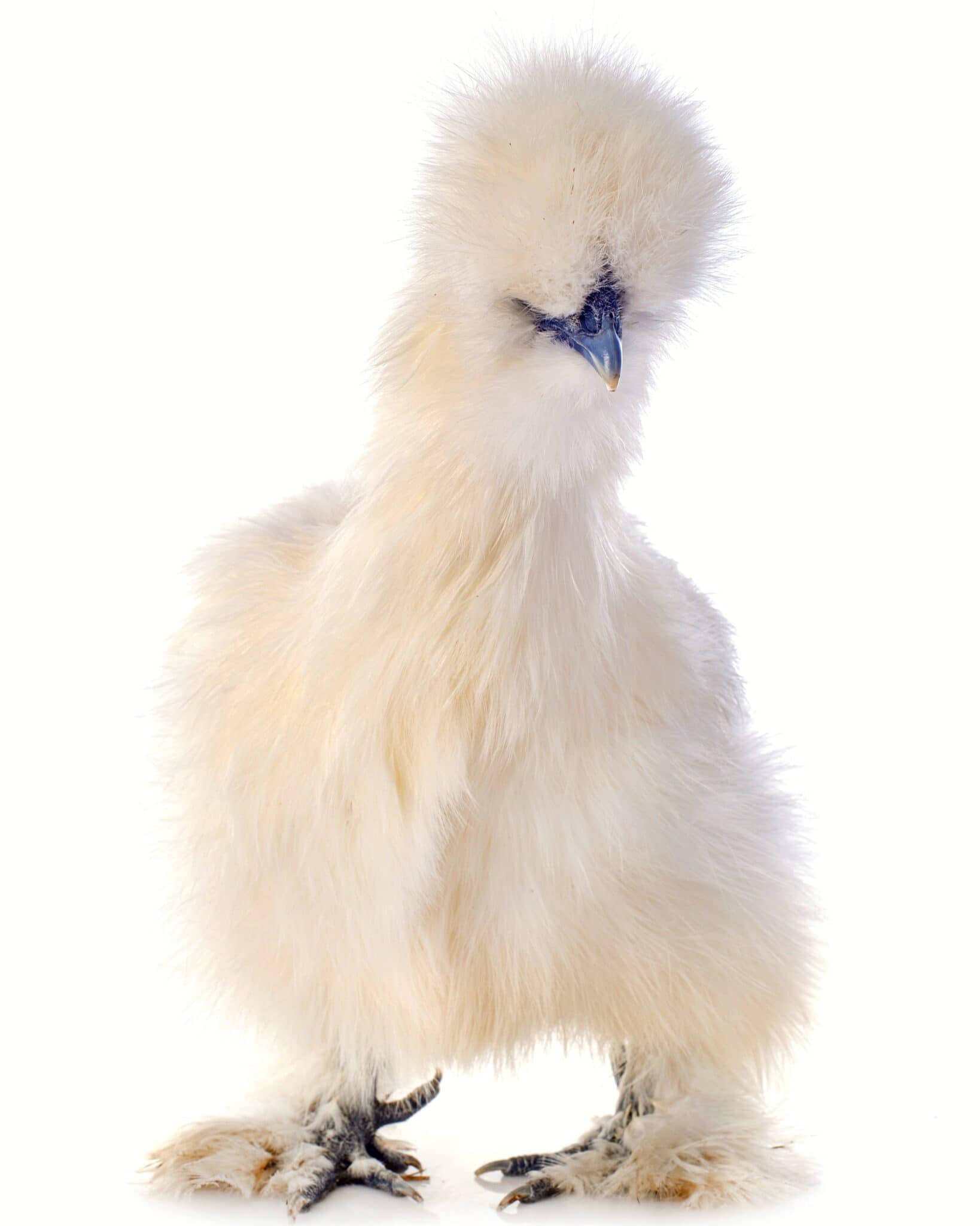 19 Small Chicken Breeds: Ranked by Size