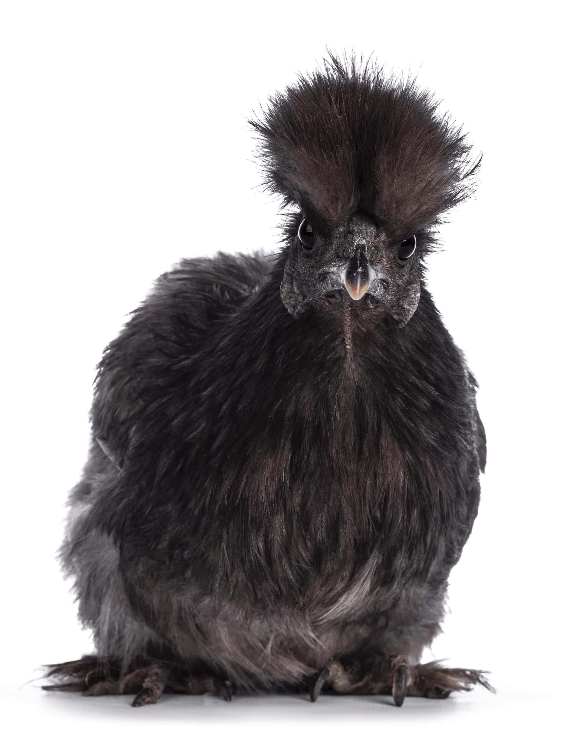 23 Popular Bantam Chicken Breeds