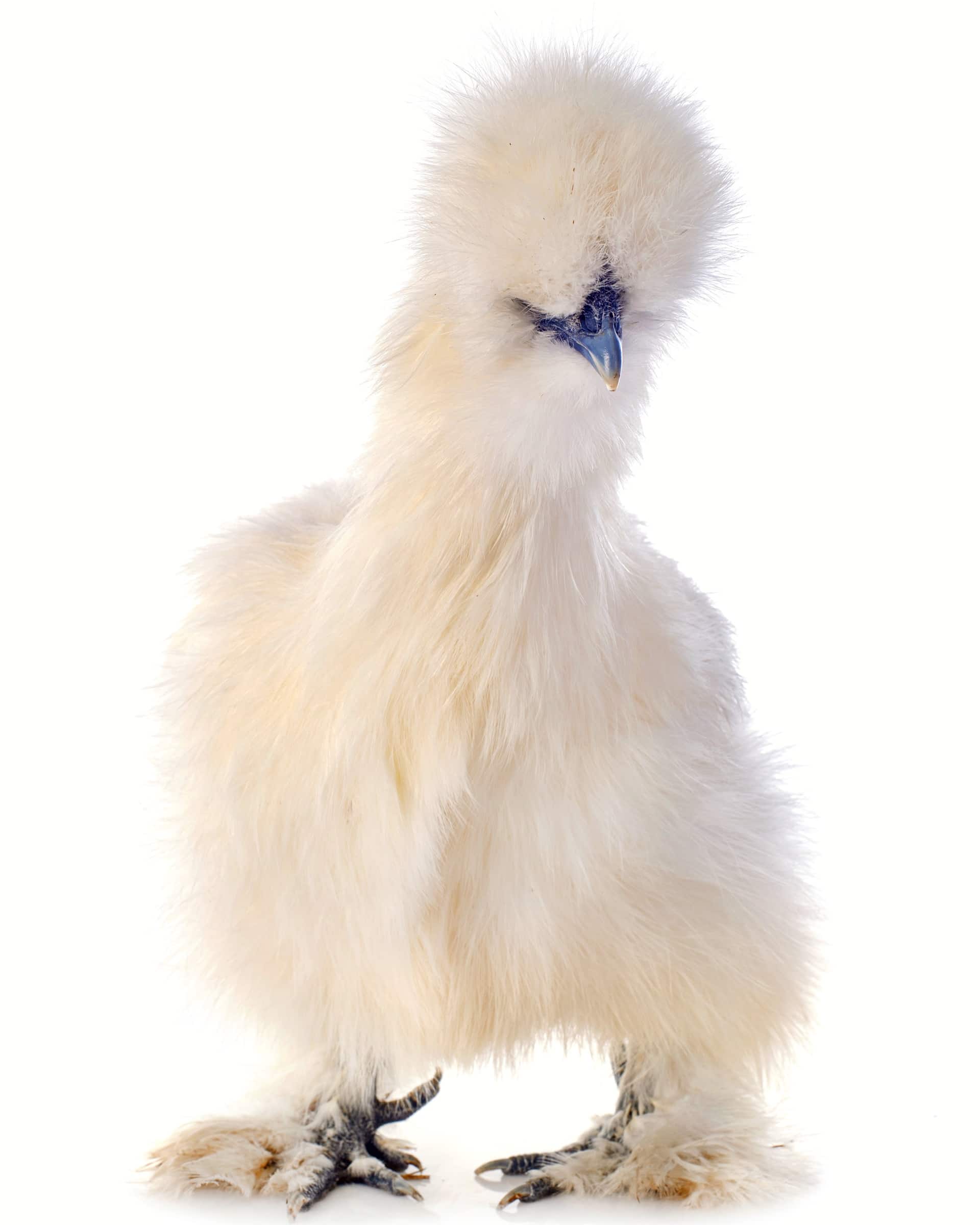 19 Small Chicken Breeds: Ranked by Size