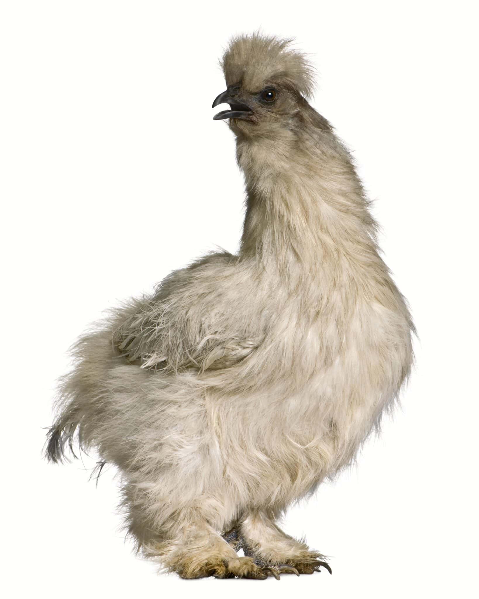 Chickens With Afros: 13 Crested Chicken Breeds
