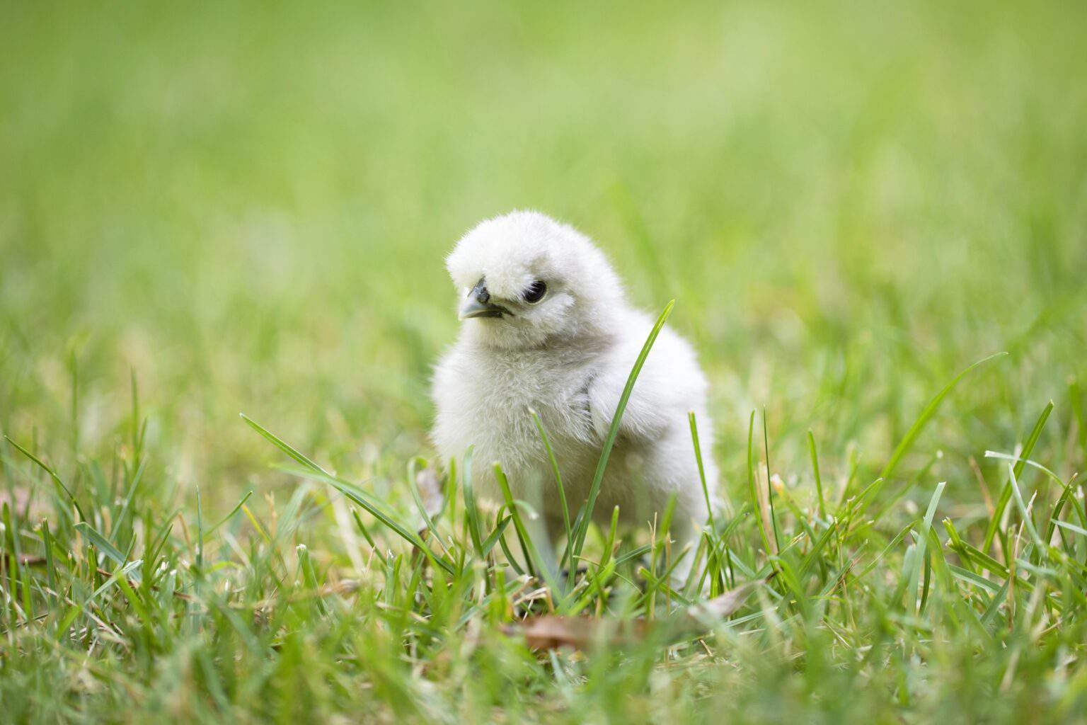 12 Silkie Chicken Colors & Varieties
