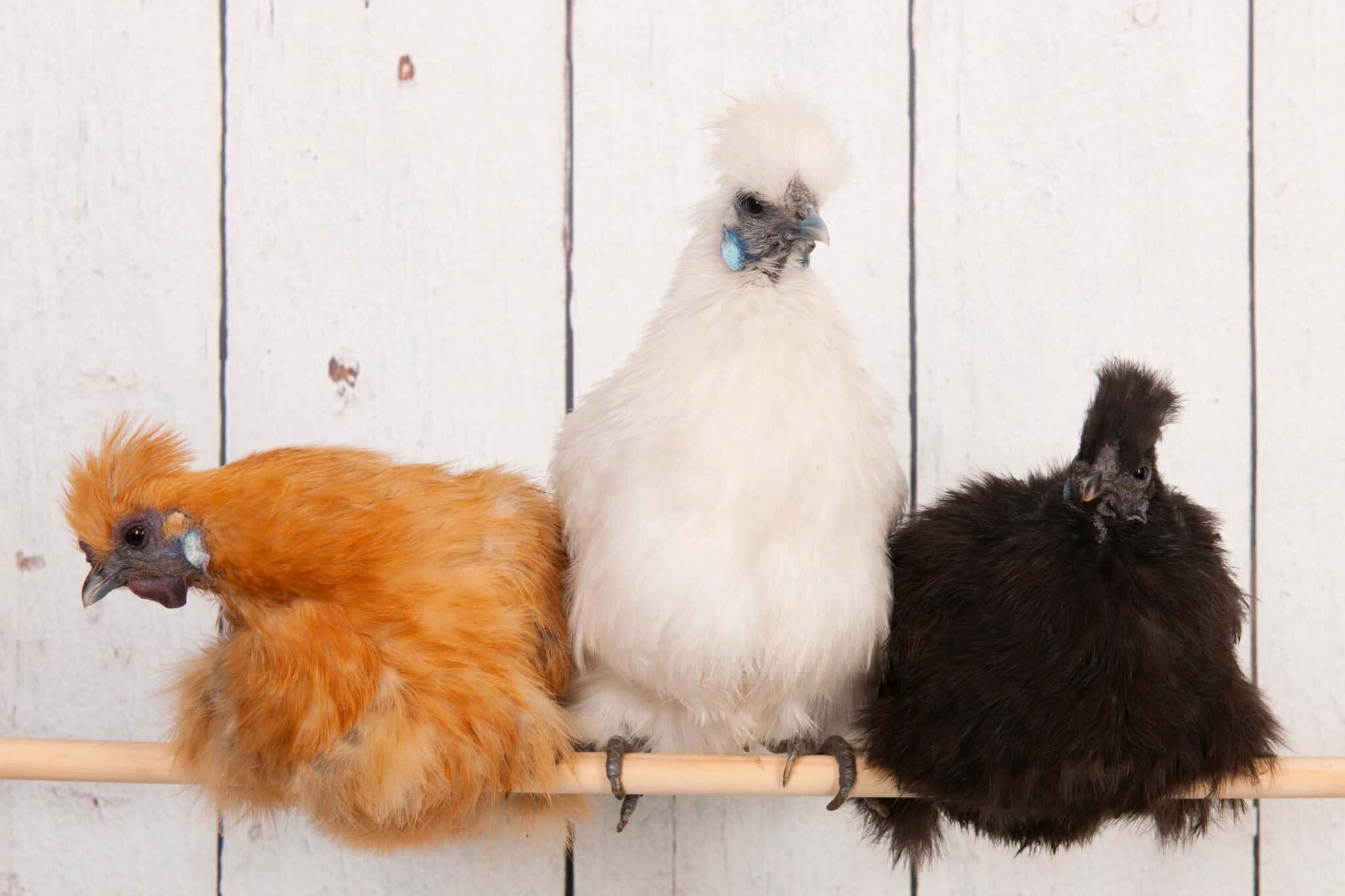 12 Silkie Chicken Colors & Varieties