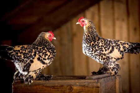 19 Small Chicken Breeds: Ranked by Size