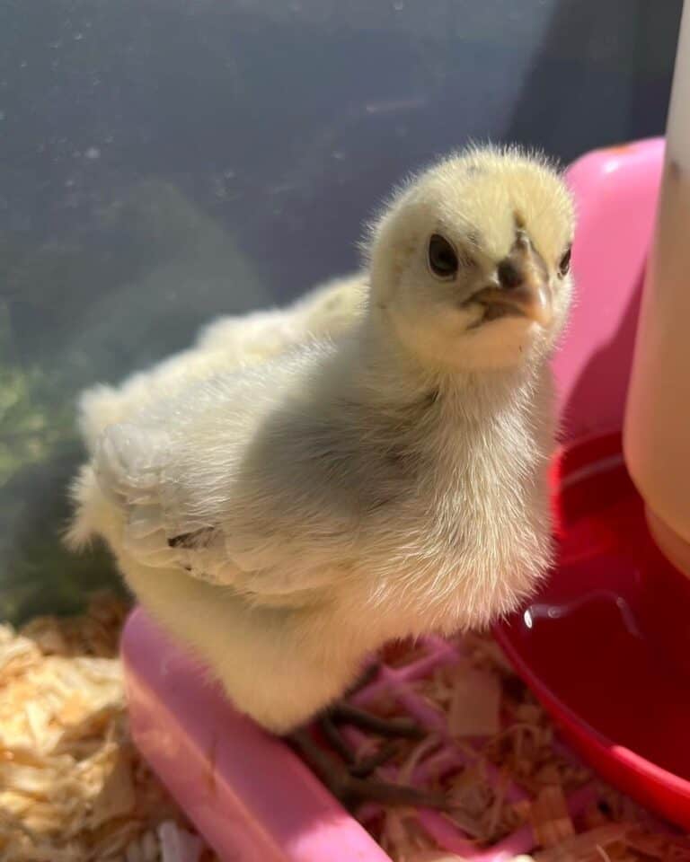 Smokey Pearl Chicken: Breed Info, Pictures & Facts
