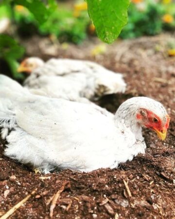 Smokey Pearl Chicken: Breed Info, Pictures & Facts