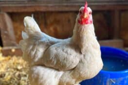 Smokey Pearl Chicken: Breed Info, Pictures & Facts