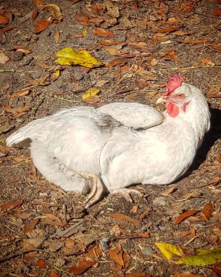 Smokey Pearl Chicken: Breed Info, Pictures & Facts