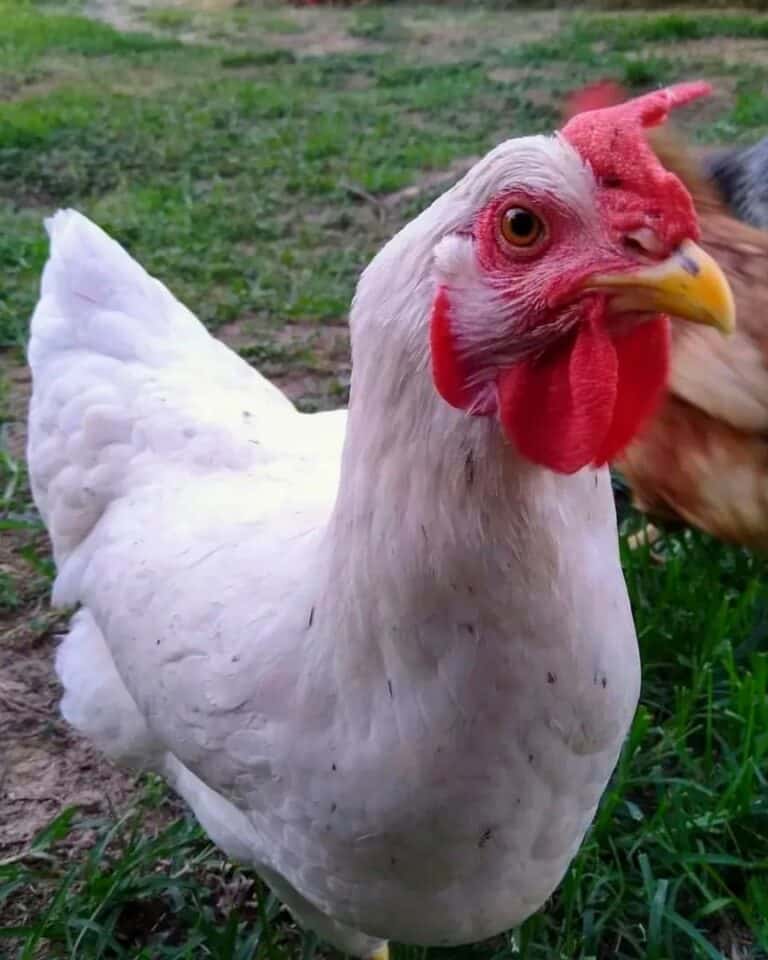 Smokey Pearl Chicken: Breed Info, Pictures & Facts