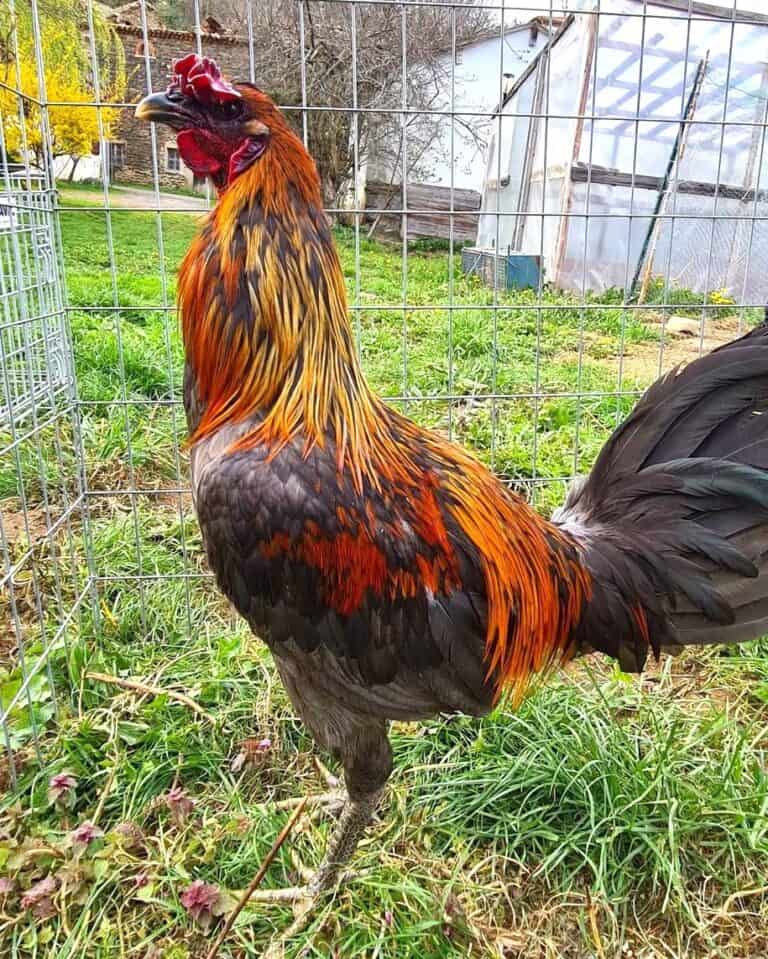 21 Best Fighting Rooster and Gamefowl Breeds