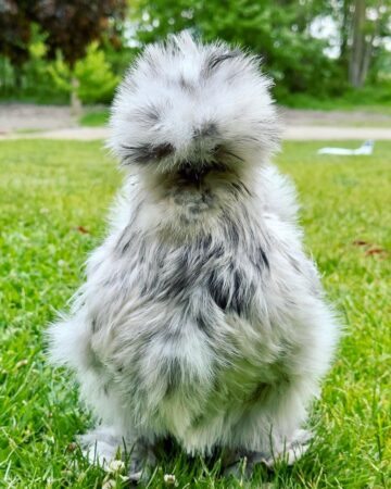 12 Silkie Chicken Colors & Varieties