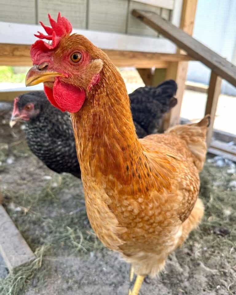 12 Chicken Breeds That Lay Green Eggs